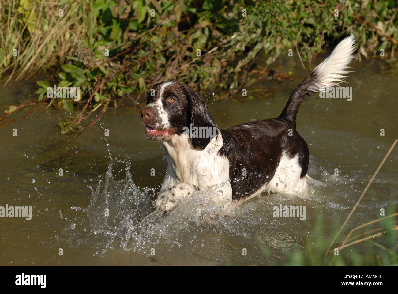 Springer Spaniel walking in water Stock Photo - Alamy