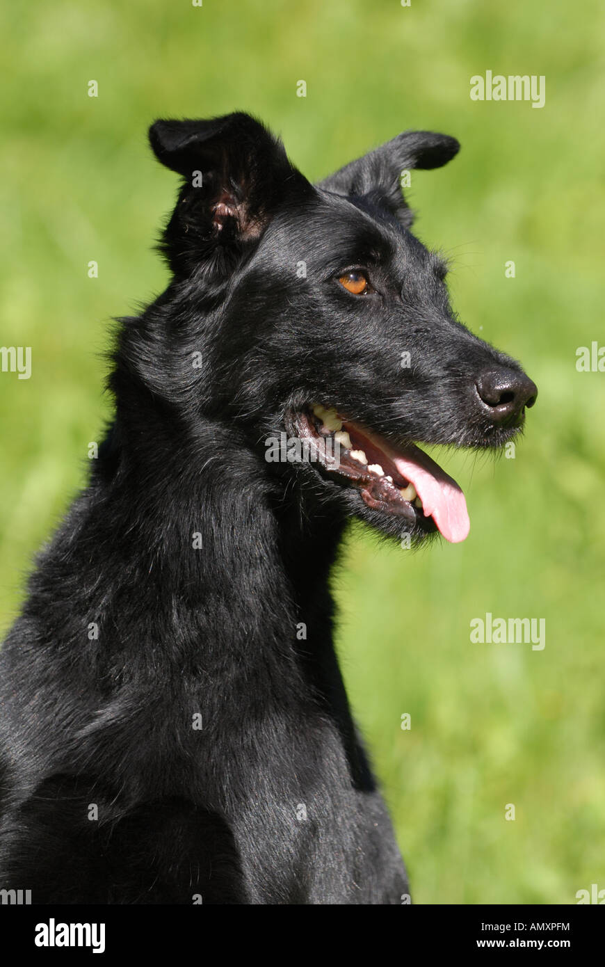 Close-up of Mongrel dog in field Stock Photo - Alamy