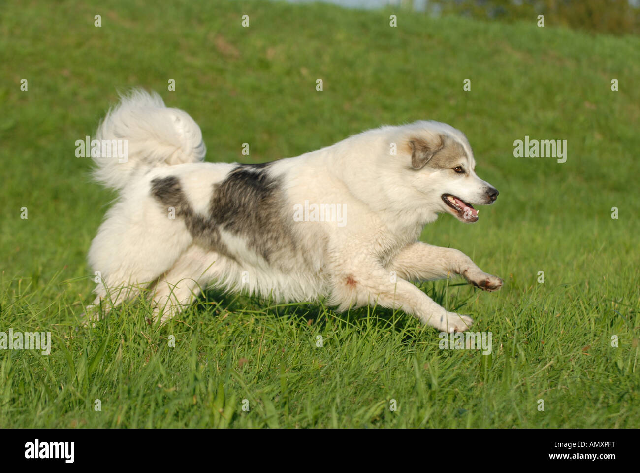 Dog running in field Stock Photo - Alamy