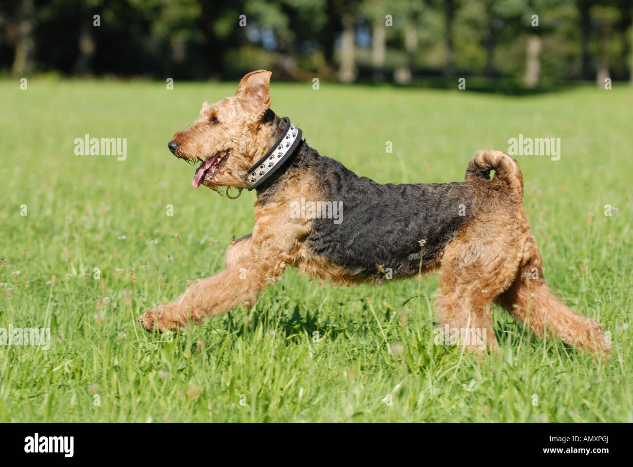 Airedale Terrier running in field Stock Photo - Alamy