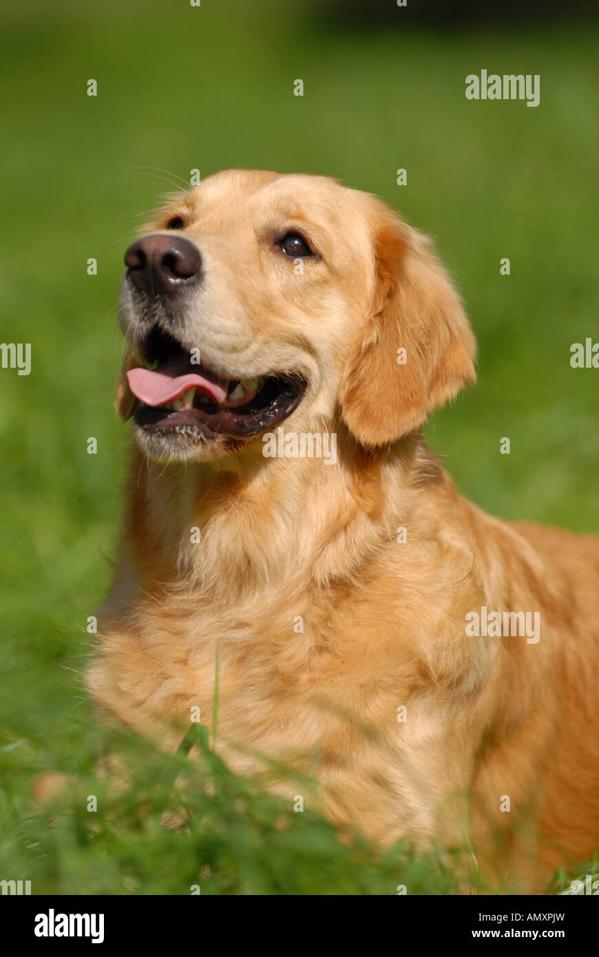 Close-up of Golden Retriever in field Stock Photo - Alamy