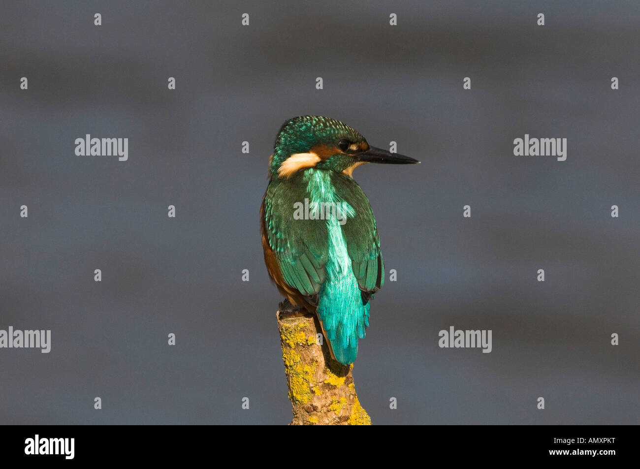 Kingfisher Alcedo atthis Stodmarsh National Nature Reserve Kent Stock ...
