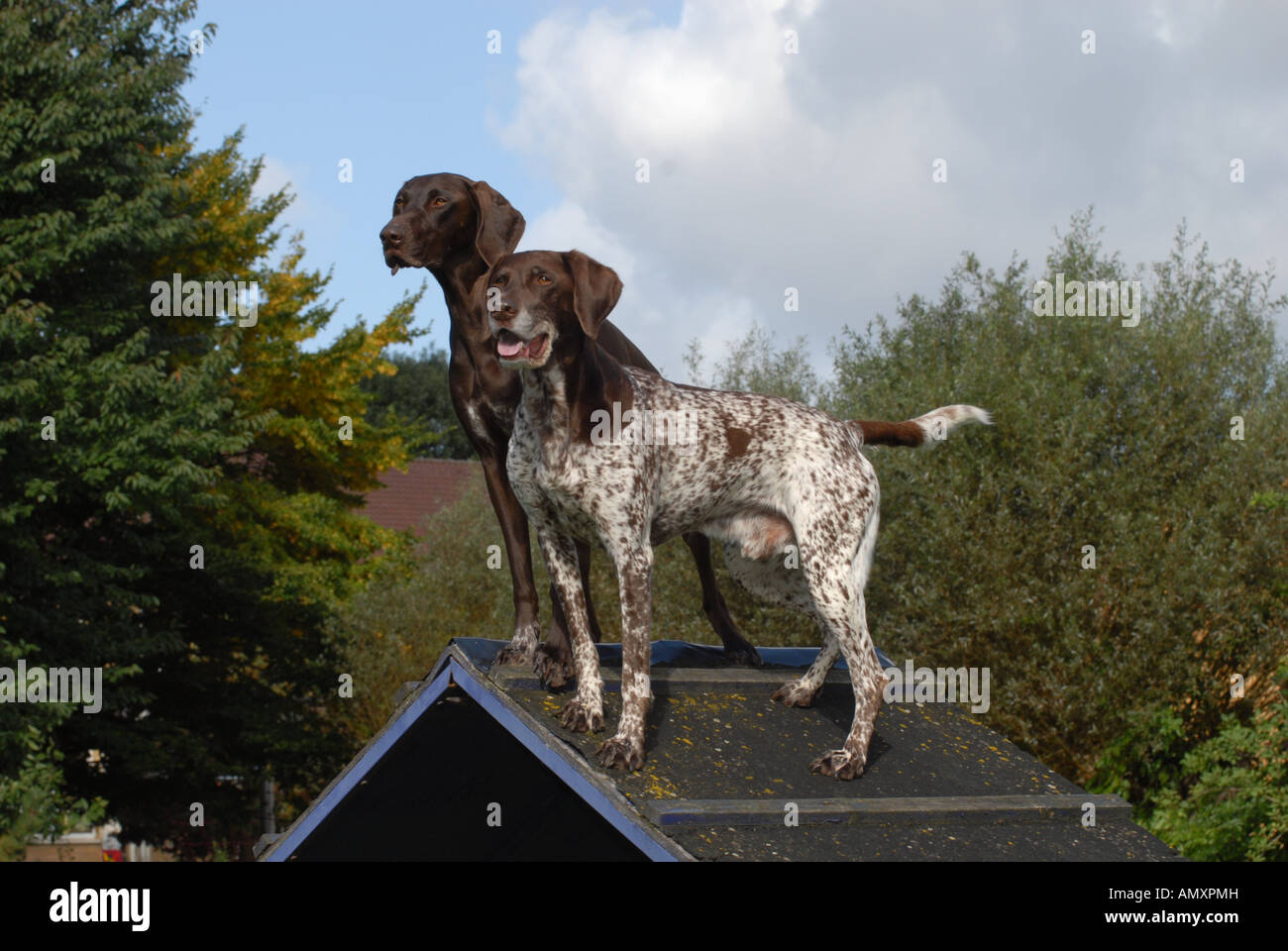 Two German Shorthaired Pointers standing on roof of dog house Stock ...