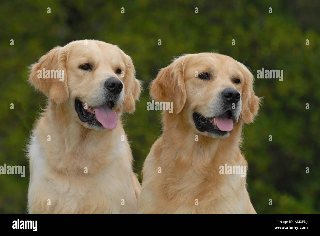 Two golden hi-res stock photography and images - Alamy