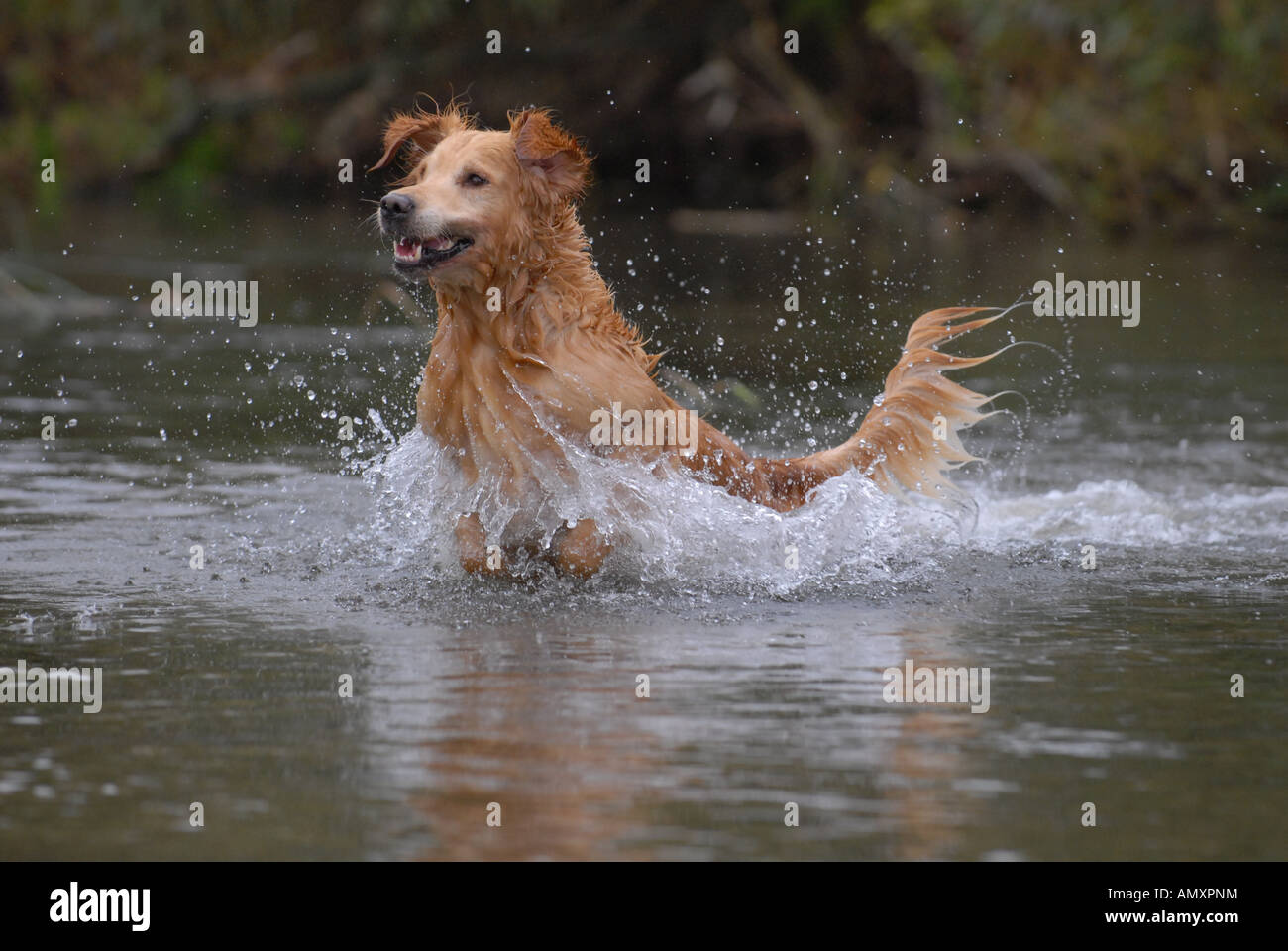 Dog wading in river Stock Photo - Alamy