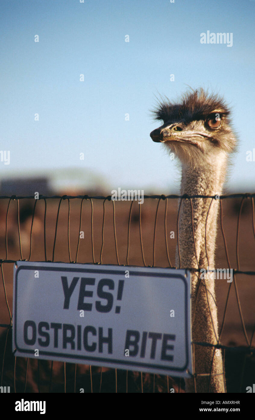 Ostrich behind fence with warning sign, Arizona, USA Stock Photo - Alamy