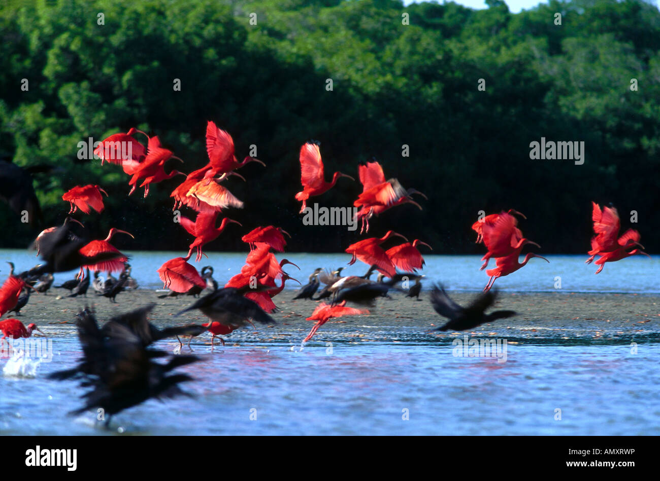Laguna de tacarigua hi-res stock photography and images - Alamy