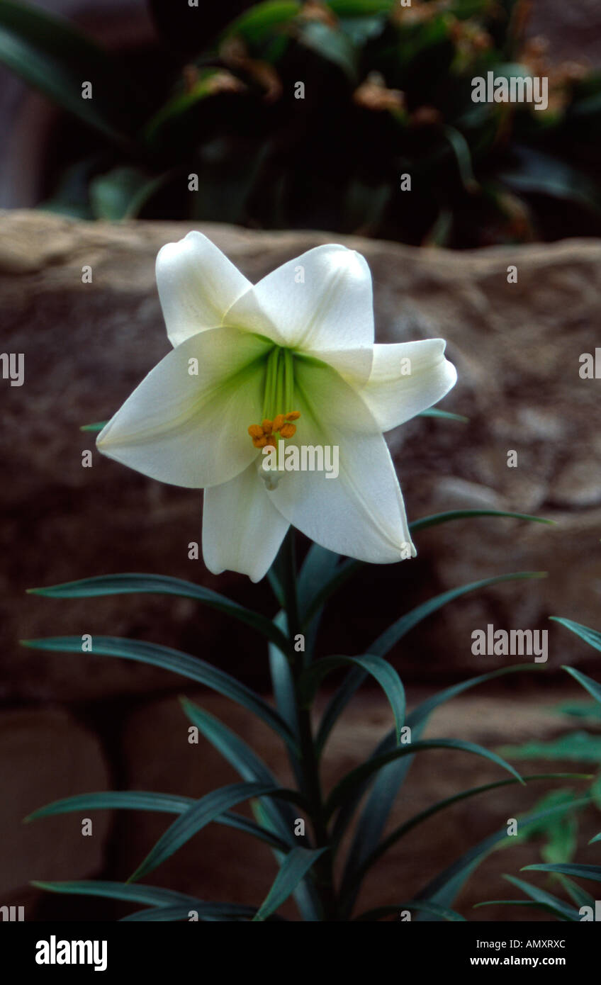 Linim hi-res stock photography and images - Alamy