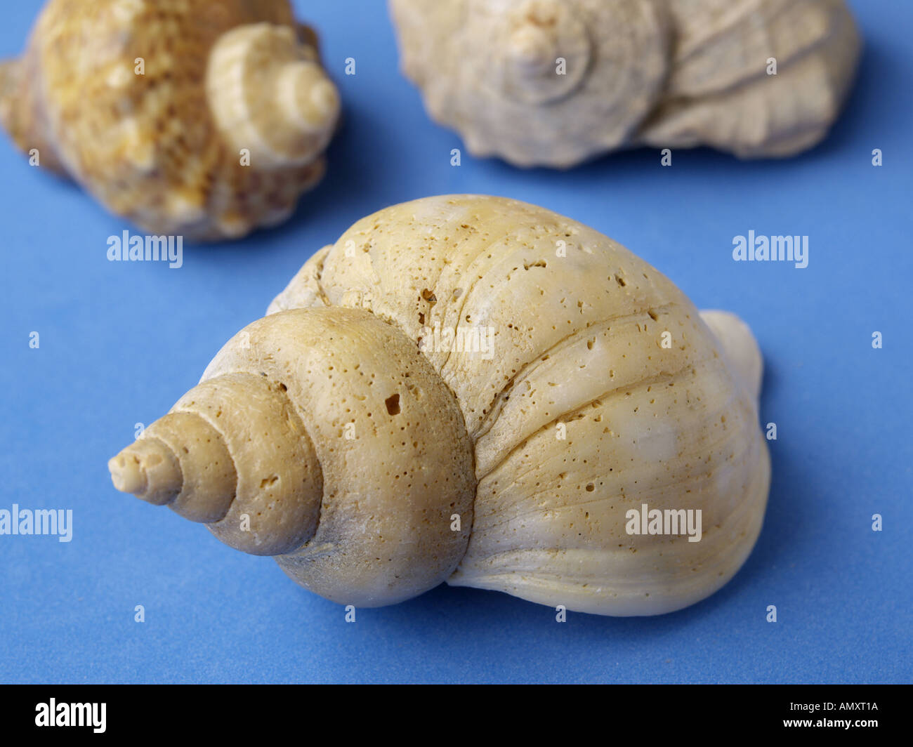 Snail bowls hi-res stock photography and images - Alamy