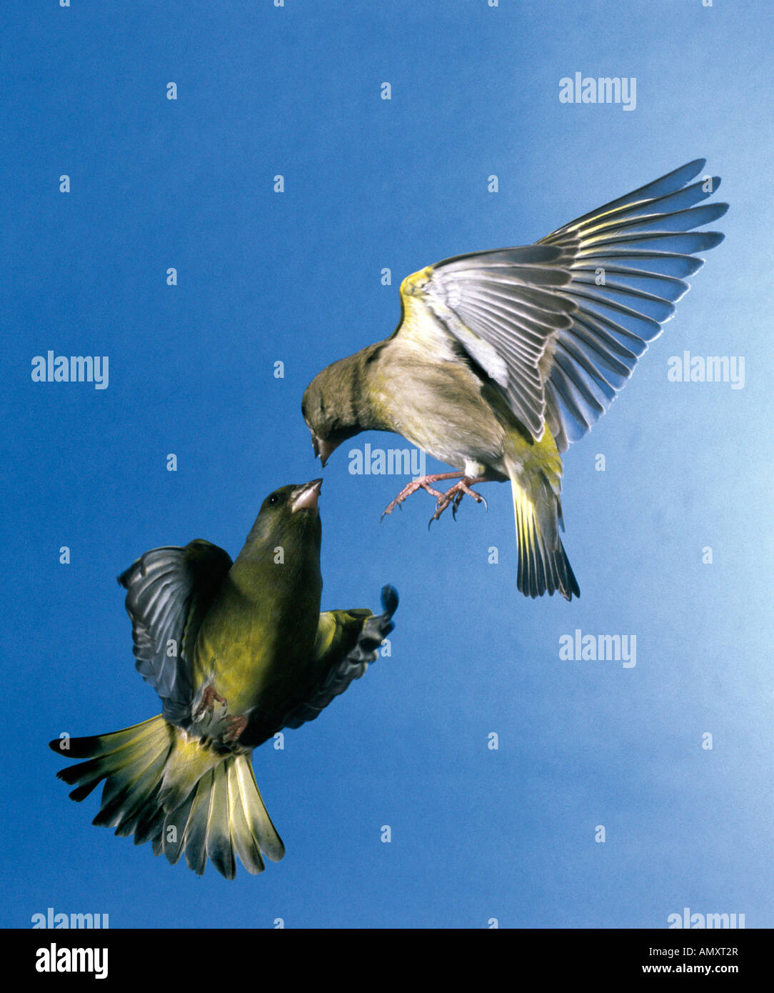 Close-up of two Greenfinch (Carduelis chloris) birds in flight Stock ...