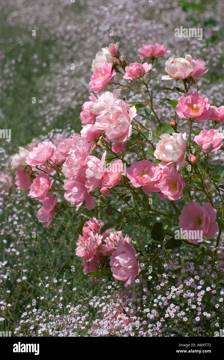 Patch rosa hi-res stock photography and images - Alamy