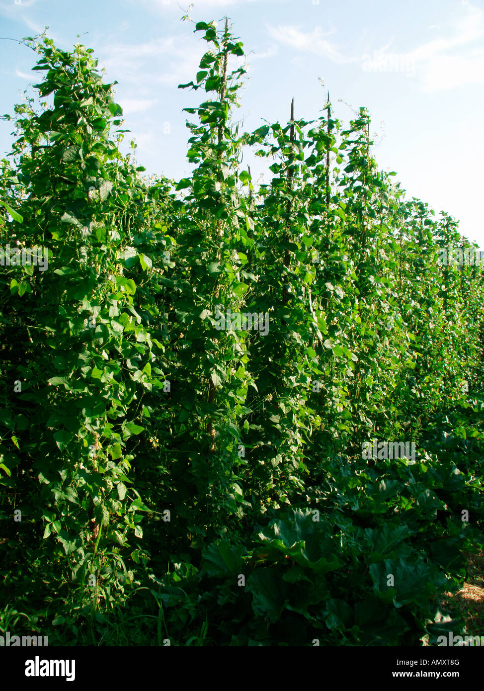 Growing string beans on field Stock Photo - Alamy