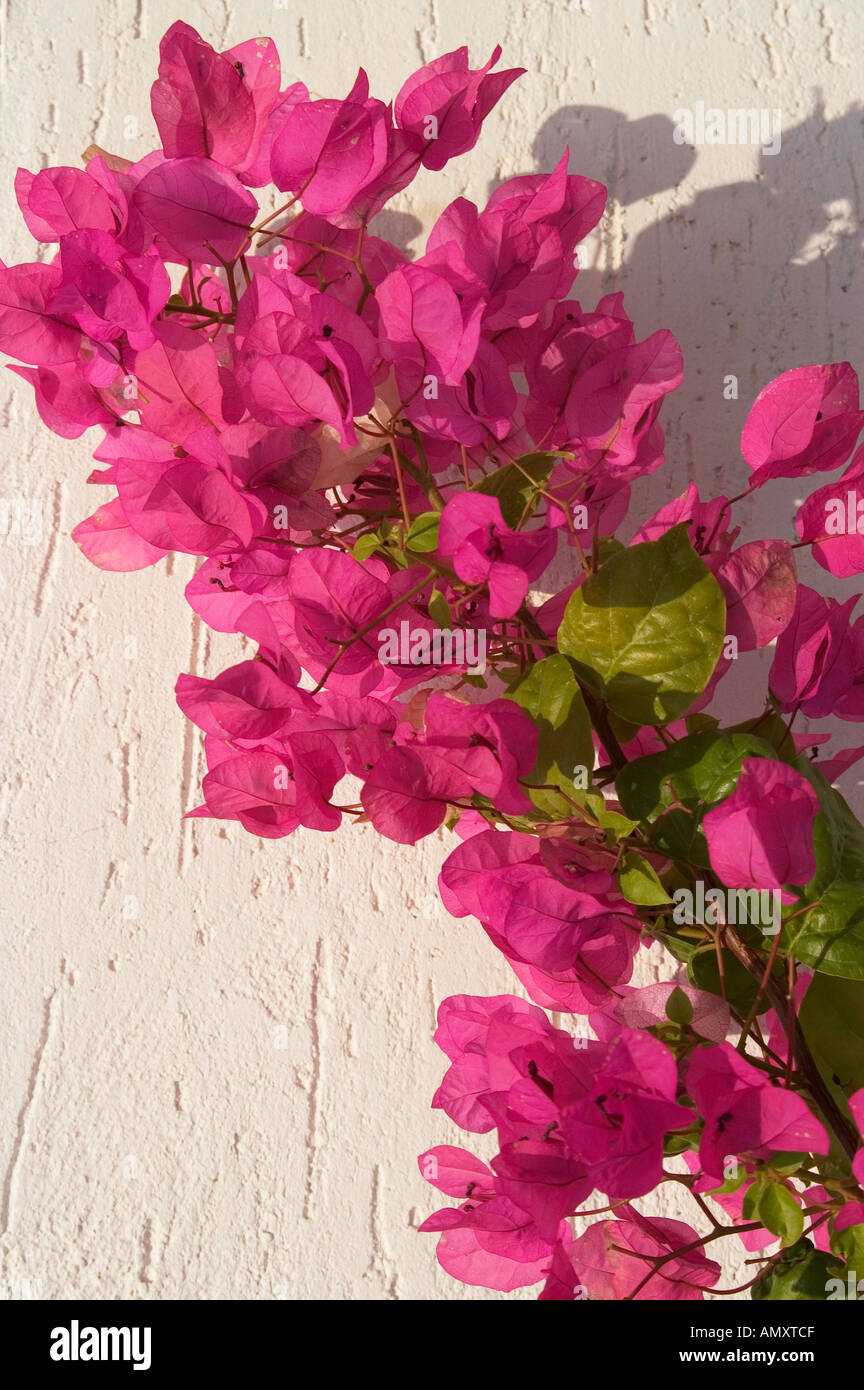 Turkey Kusadasi Bougainvillea spectabilis Stock Photo - Alamy
