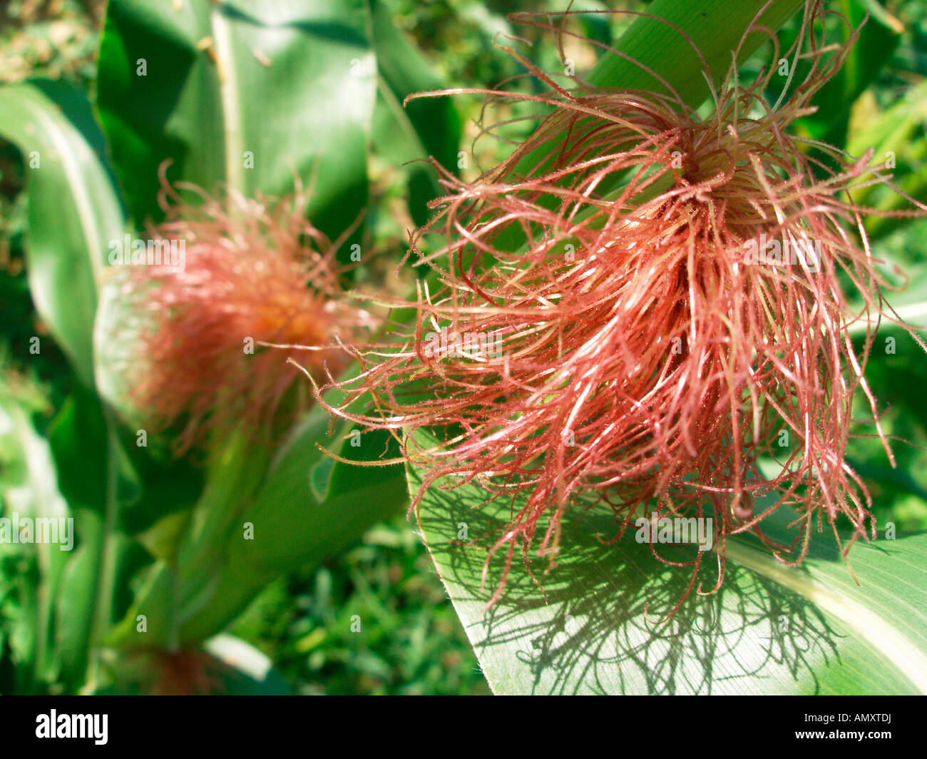 Corn growing outside Stock Photo - Alamy