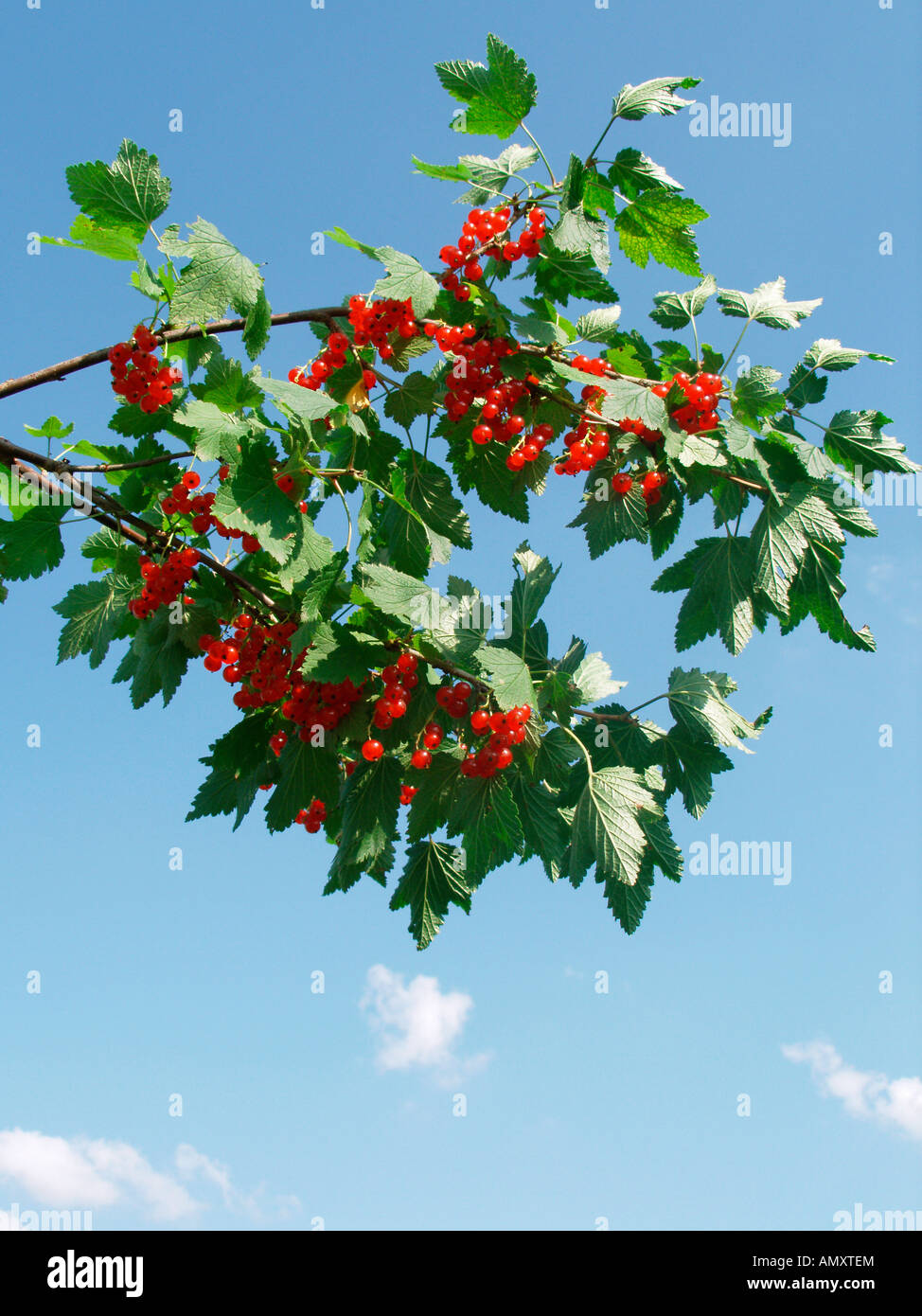 Currants growing outside Stock Photo - Alamy