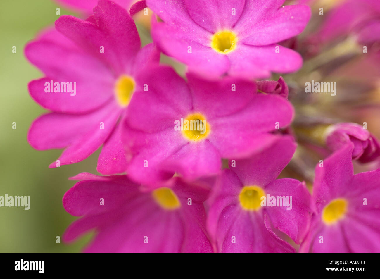pink blossom flower of the primula detail Stock Photo - Alamy