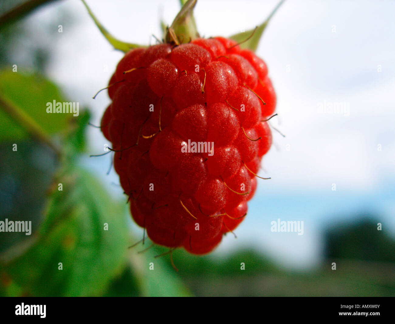 Raspbery fruit hi-res stock photography and images - Alamy