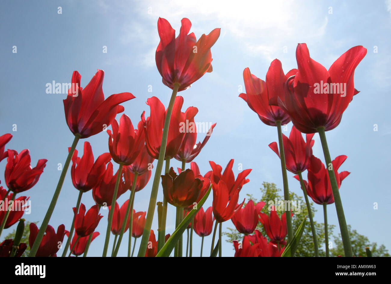 Buga munich 2005 hi-res stock photography and images - Alamy