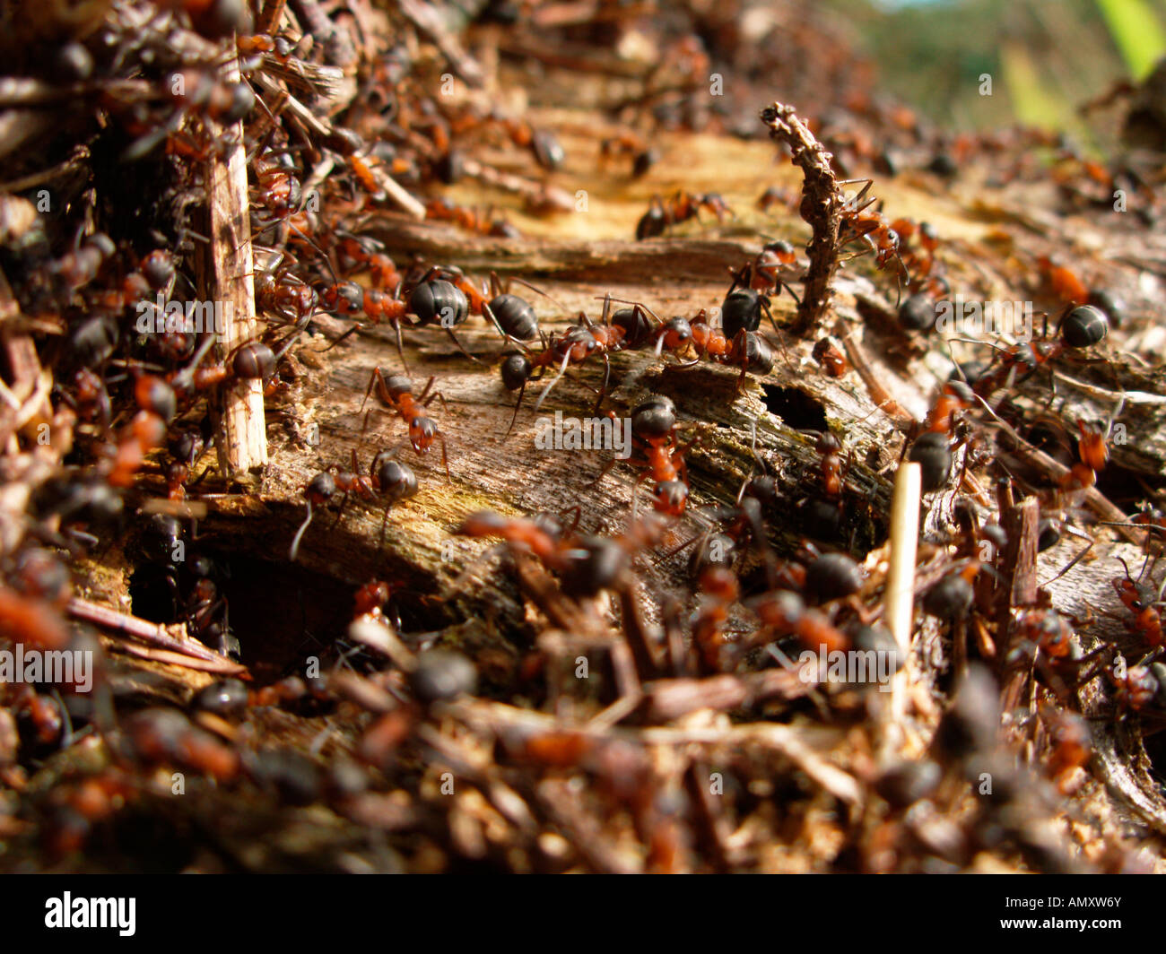 Nestanimals hi-res stock photography and images - Alamy