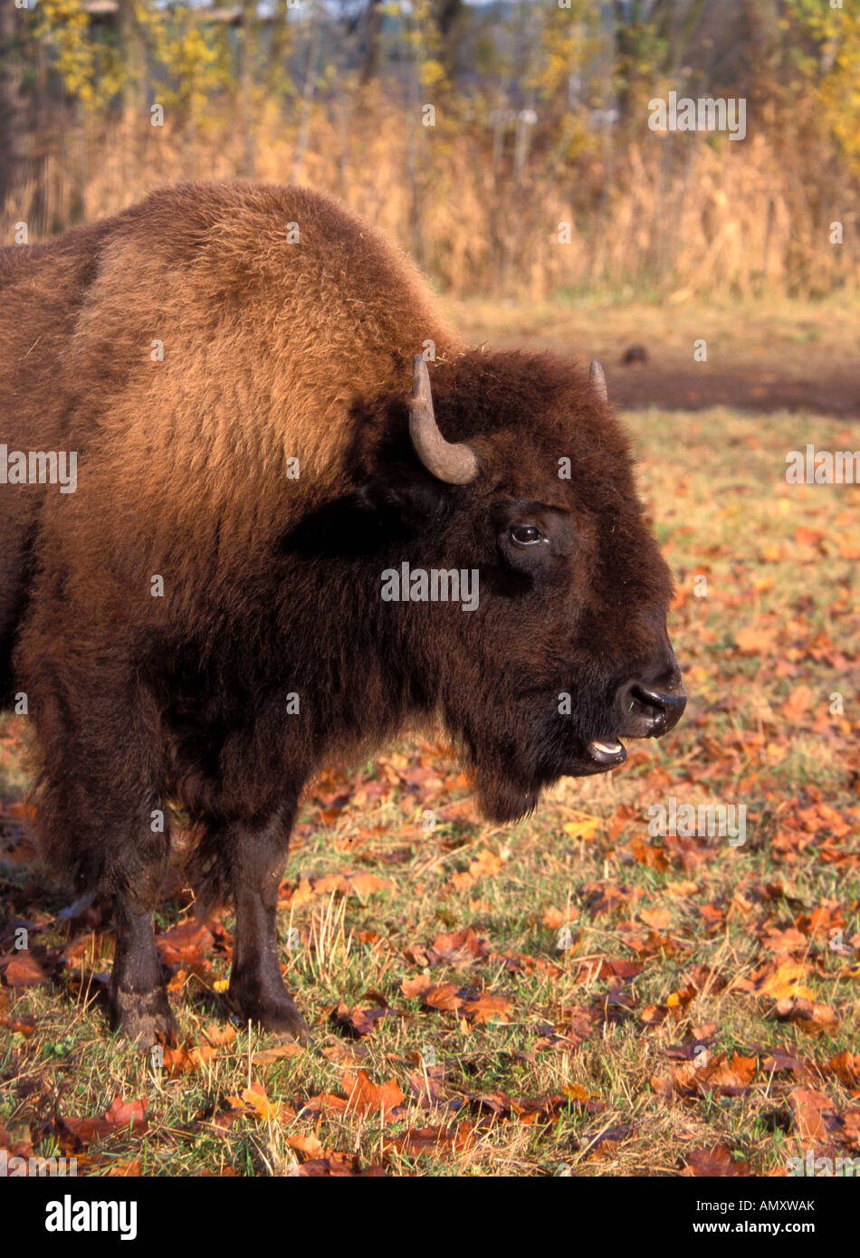 Bison portrait Kurozwenki Poland Stock Photo - Alamy