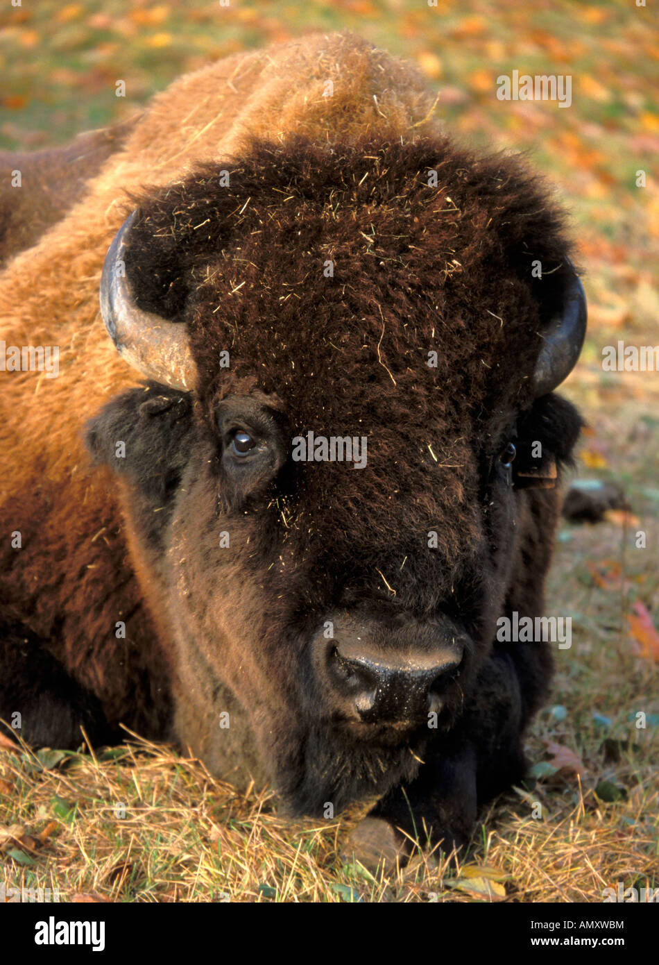 Bison portrait Kurozwenki Poland Stock Photo - Alamy