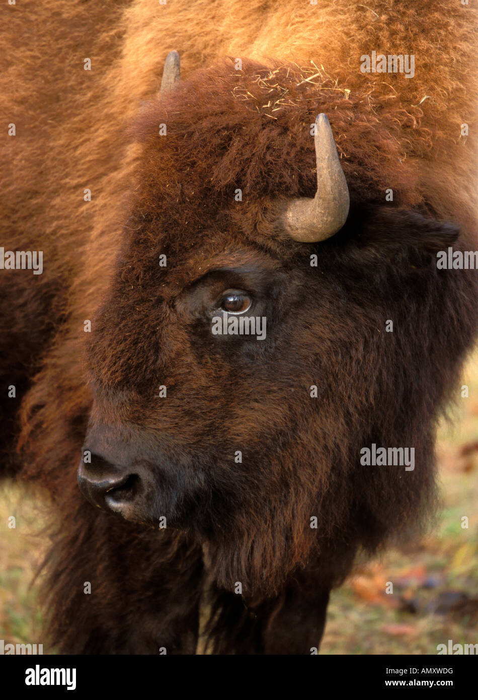 Bison portrait Kurozwenki Poland Stock Photo - Alamy