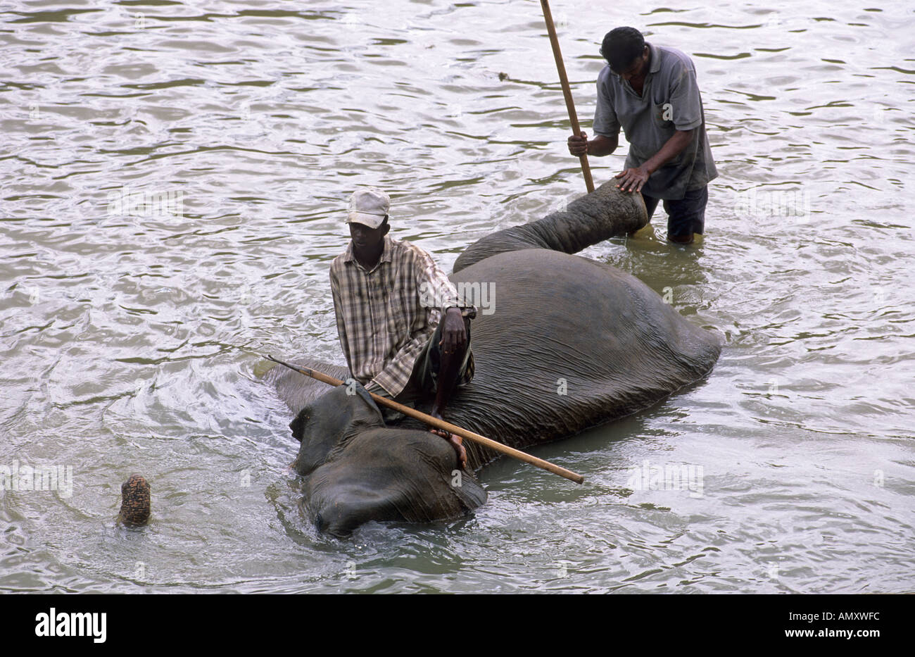 mahout cleaning a elephant in a river Stock Photo - Alamy