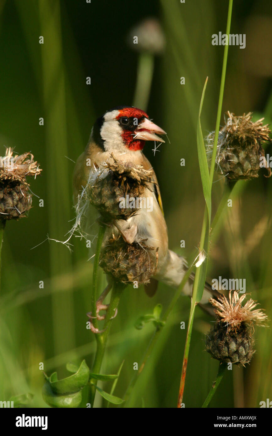 Stieglitz hi-res stock photography and images - Alamy