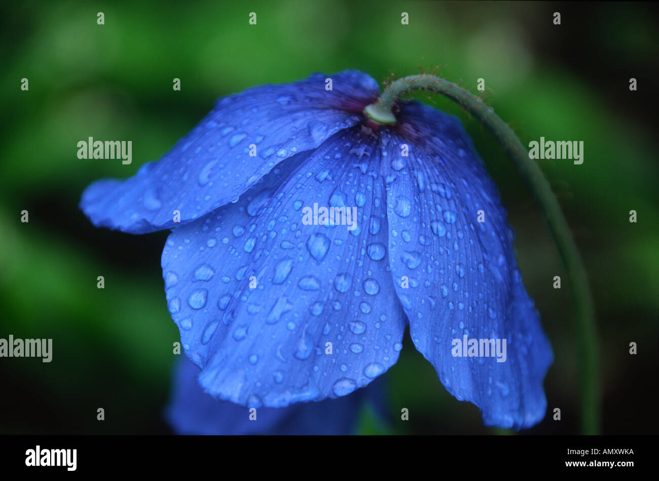 Drooping poppy hi-res stock photography and images - Alamy