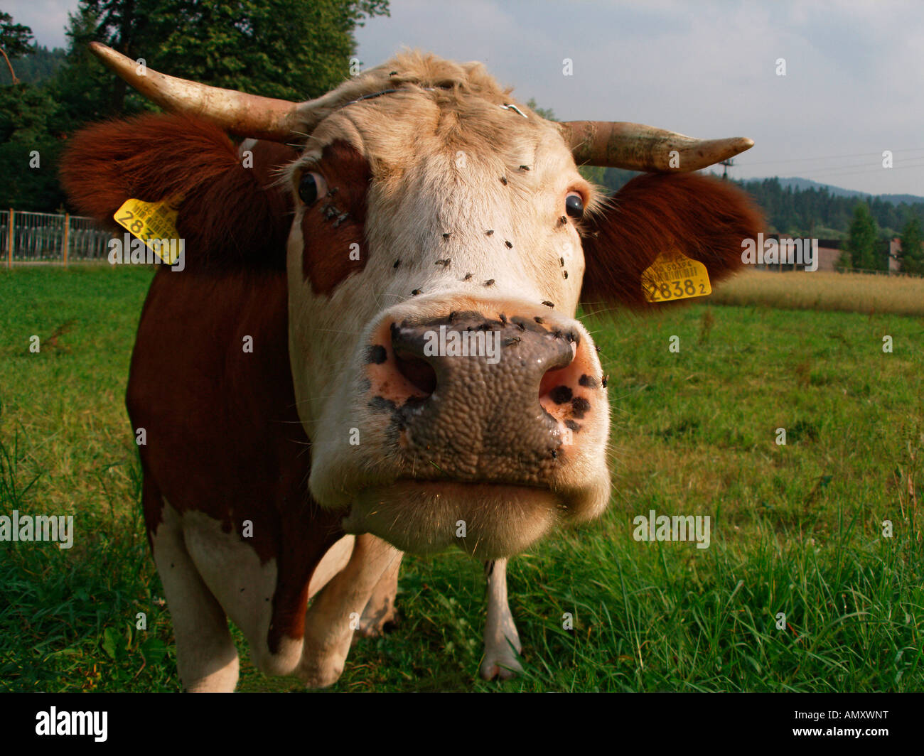 Cow close up Stock Photo - Alamy