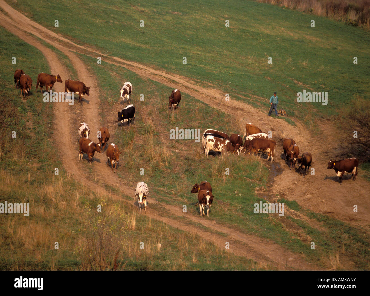Brood Cows High Resolution Stock Photography and Images - Alamy