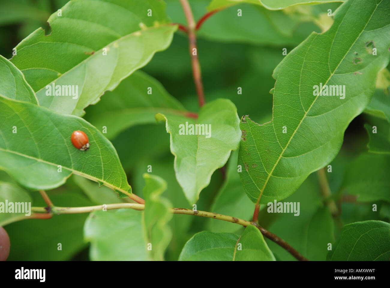 Lady Bug on leaf Stock Photo - Alamy