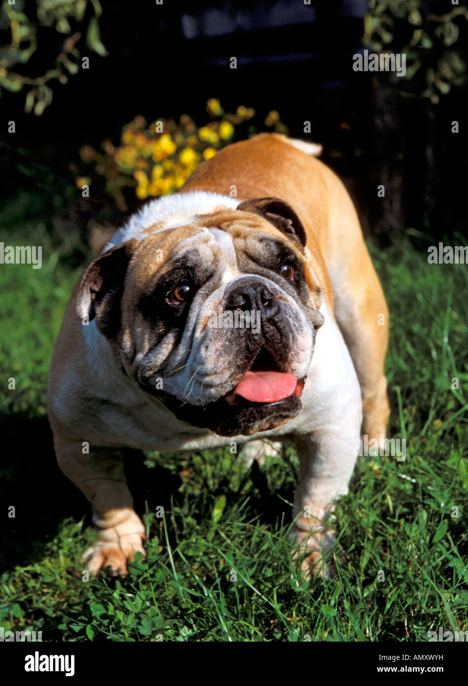English Bulldog dog standing Stock Photo - Alamy