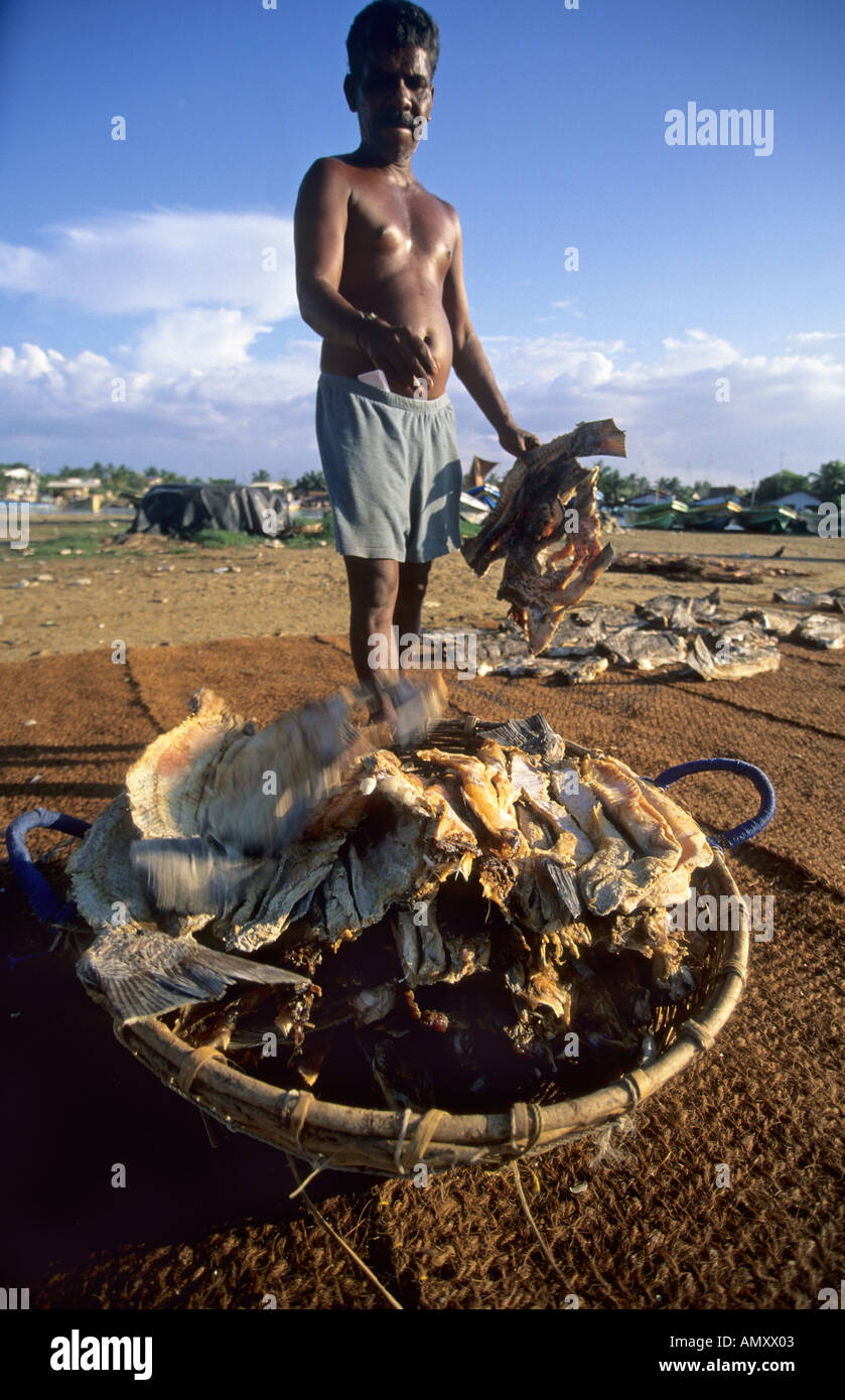 man drying fish on the beach of Negombo Stock Photo - Alamy