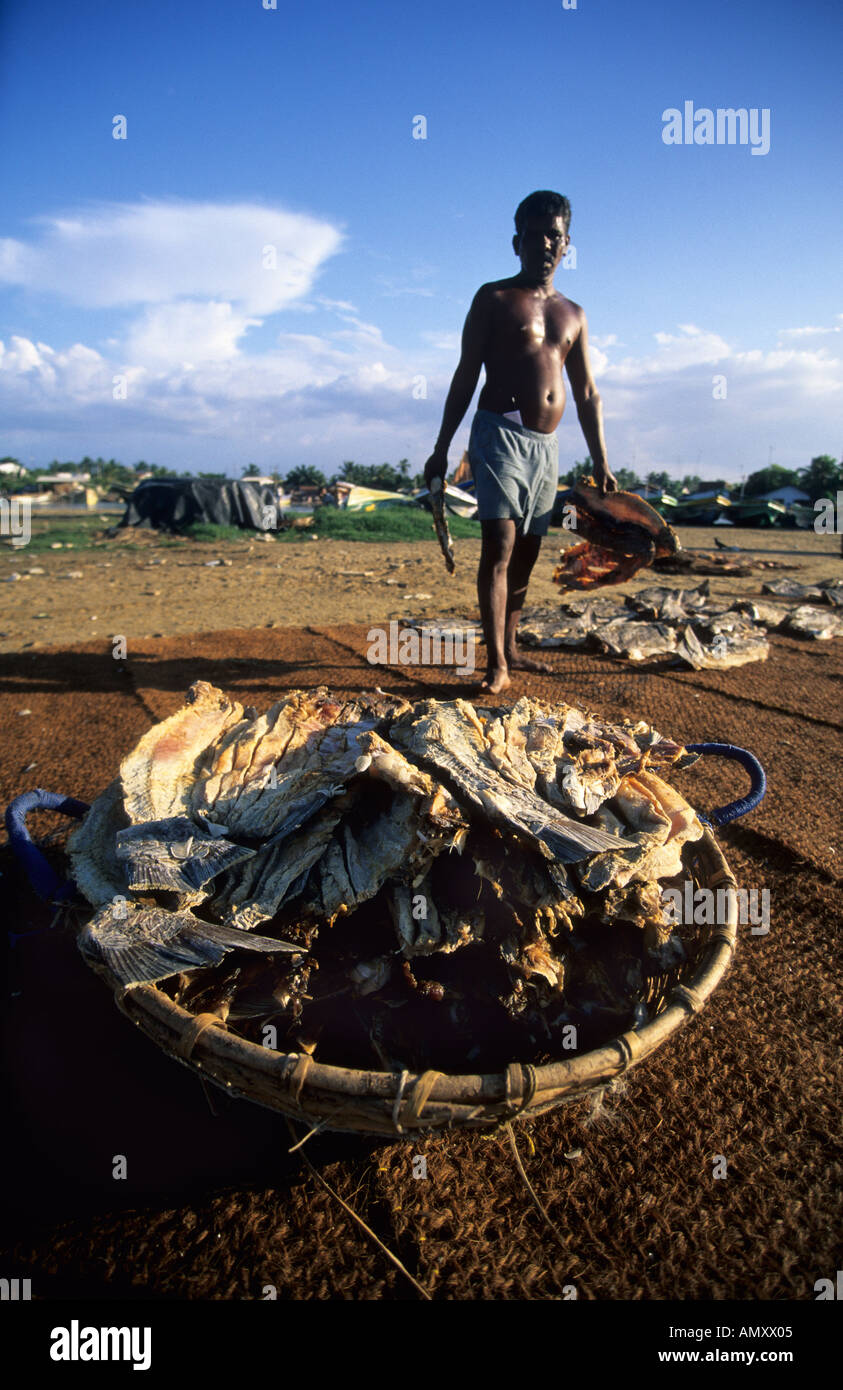 man drying fish on the beach of Negombo Stock Photo - Alamy