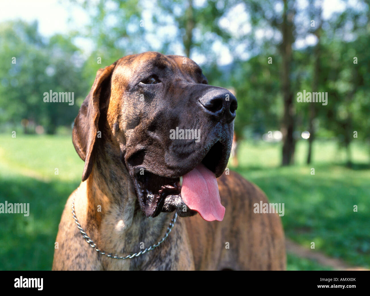 German Dogue dog Stock Photo - Alamy