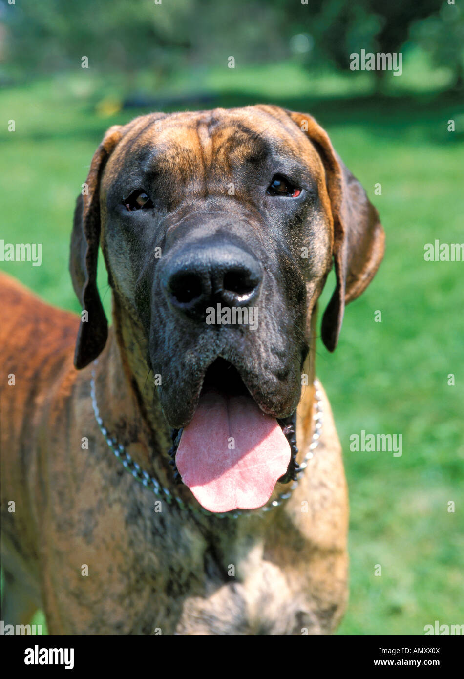 German Dogue dog Stock Photo - Alamy