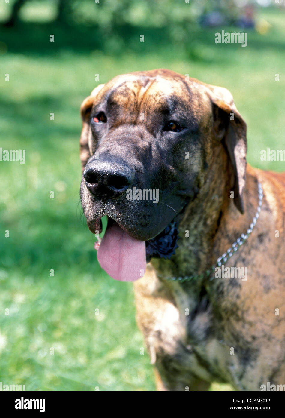 German Dogue dog Stock Photo - Alamy