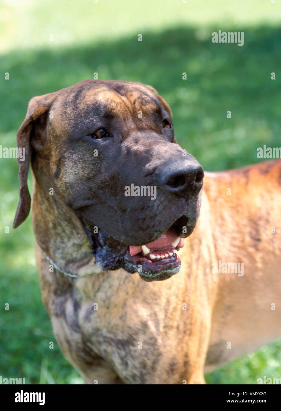 German Dogue dog Stock Photo - Alamy