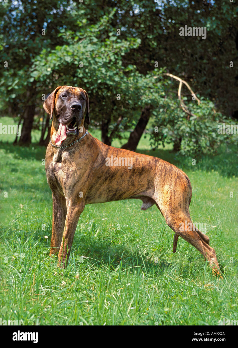 German Dogue dog Stock Photo - Alamy