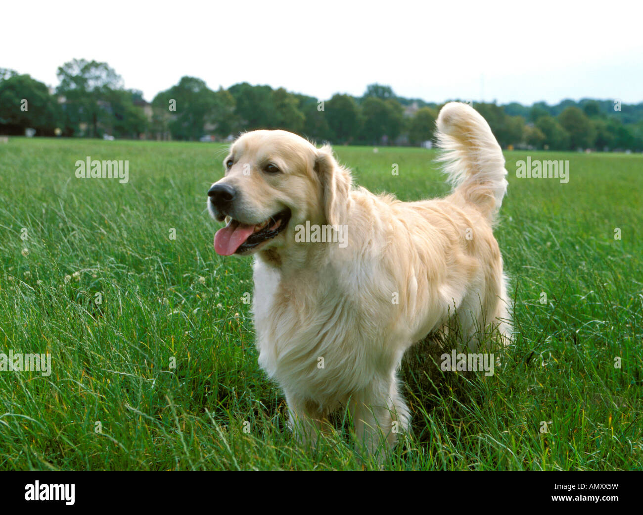Golden Retriever dog standing Stock Photo - Alamy