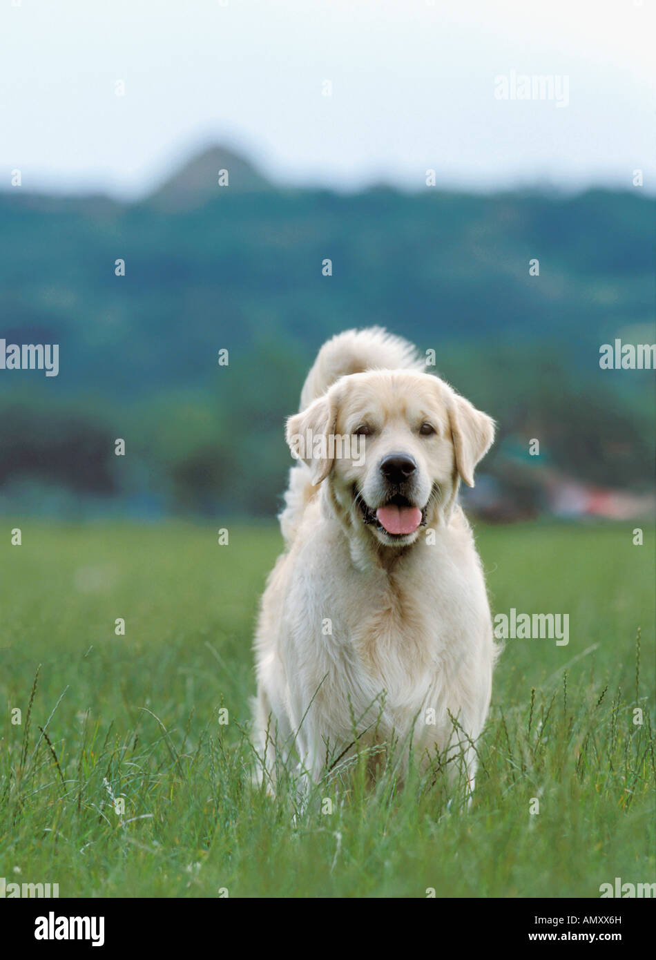 Golden Retriever dog standing Stock Photo - Alamy