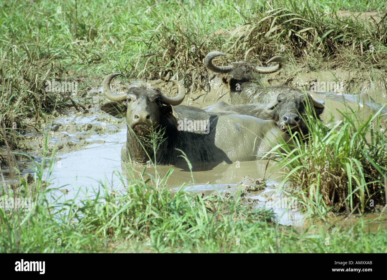 Buffalos on pond hi-res stock photography and images - Alamy