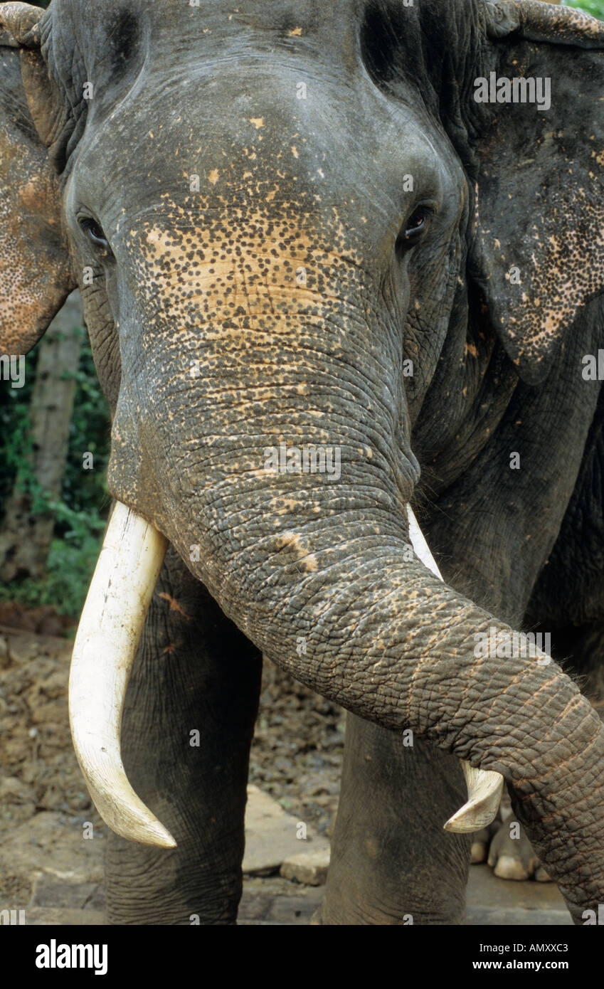 detail of the face of a elephant Stock Photo - Alamy
