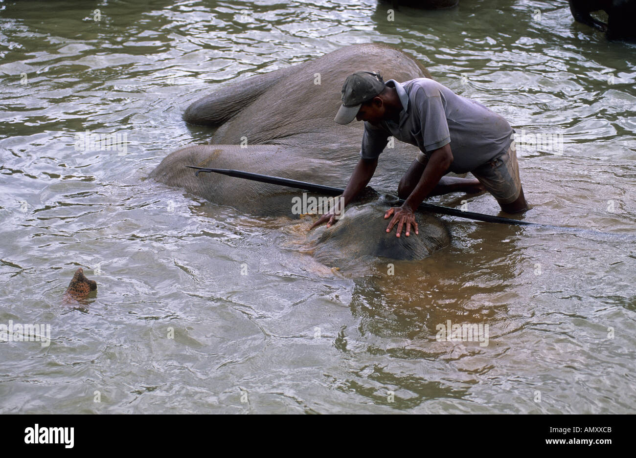mahout cleaning a elephant in a river Stock Photo - Alamy