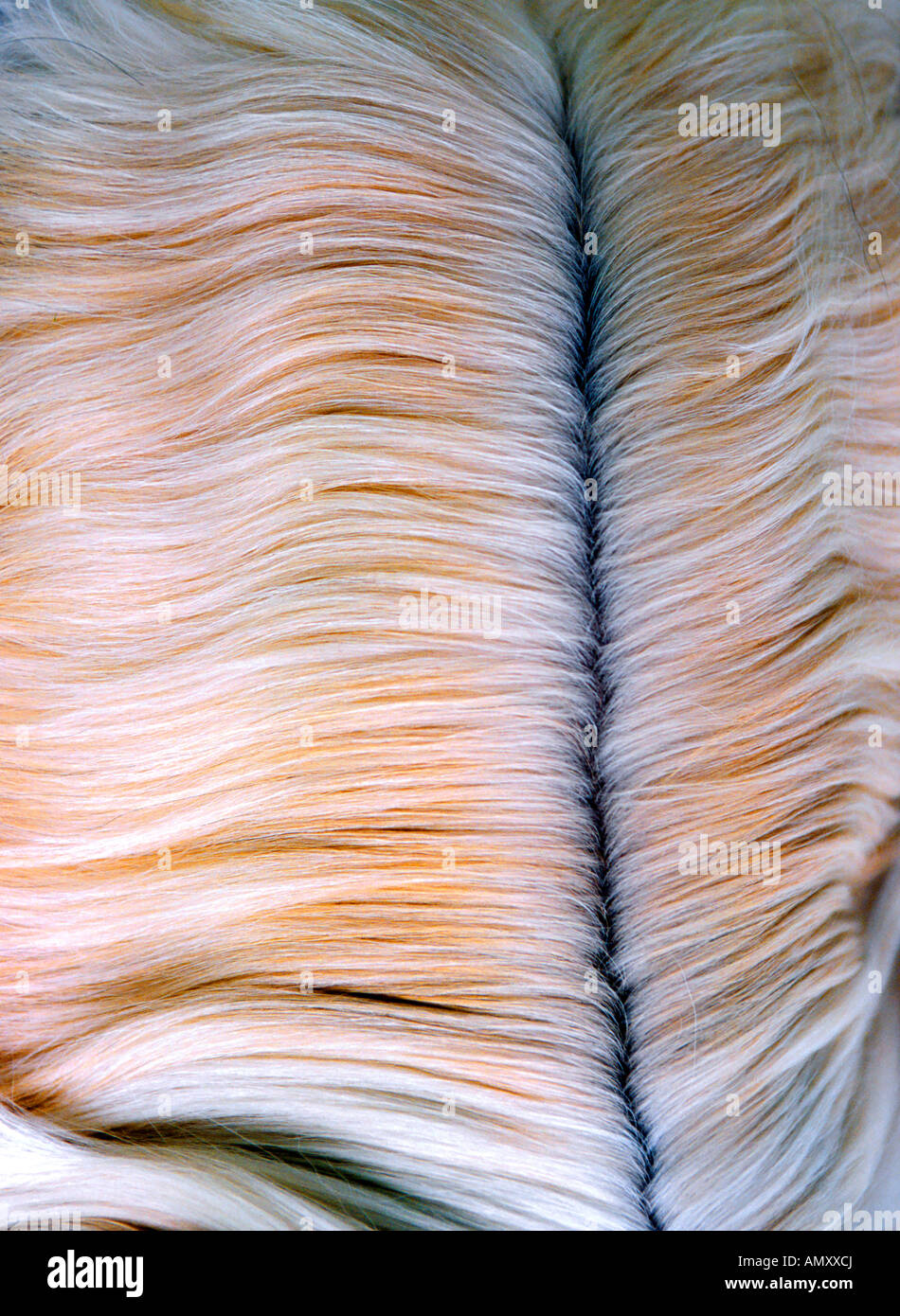 Shih Tsu dog hair Stock Photo - Alamy