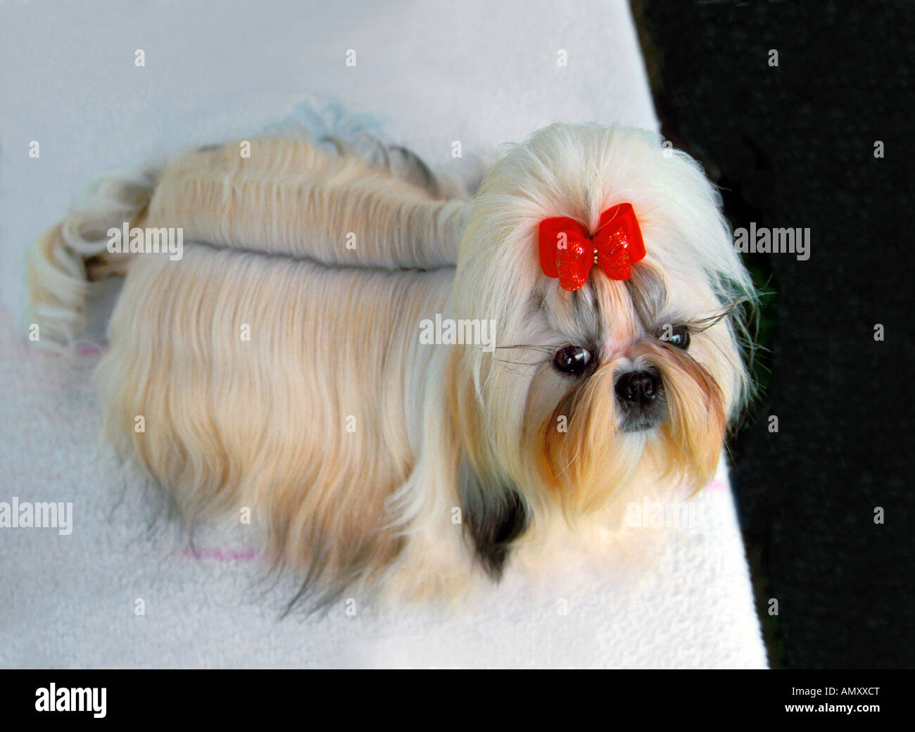 Shih Tsu dog with red ribbon Stock Photo - Alamy