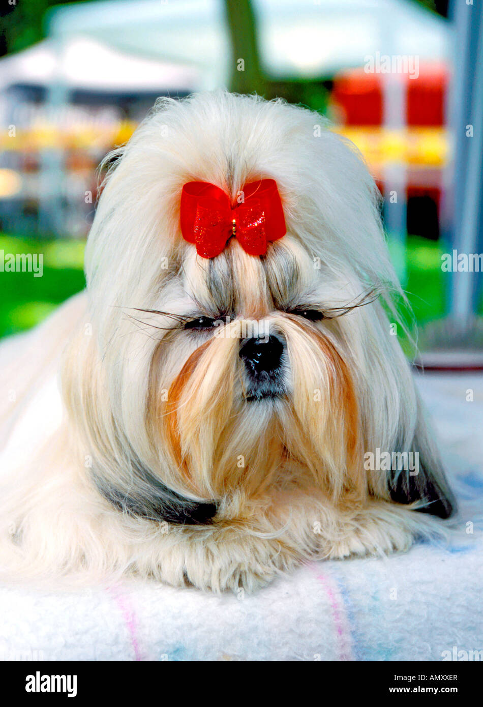 Shih Tsu dog with red ribbon portrait Stock Photo - Alamy