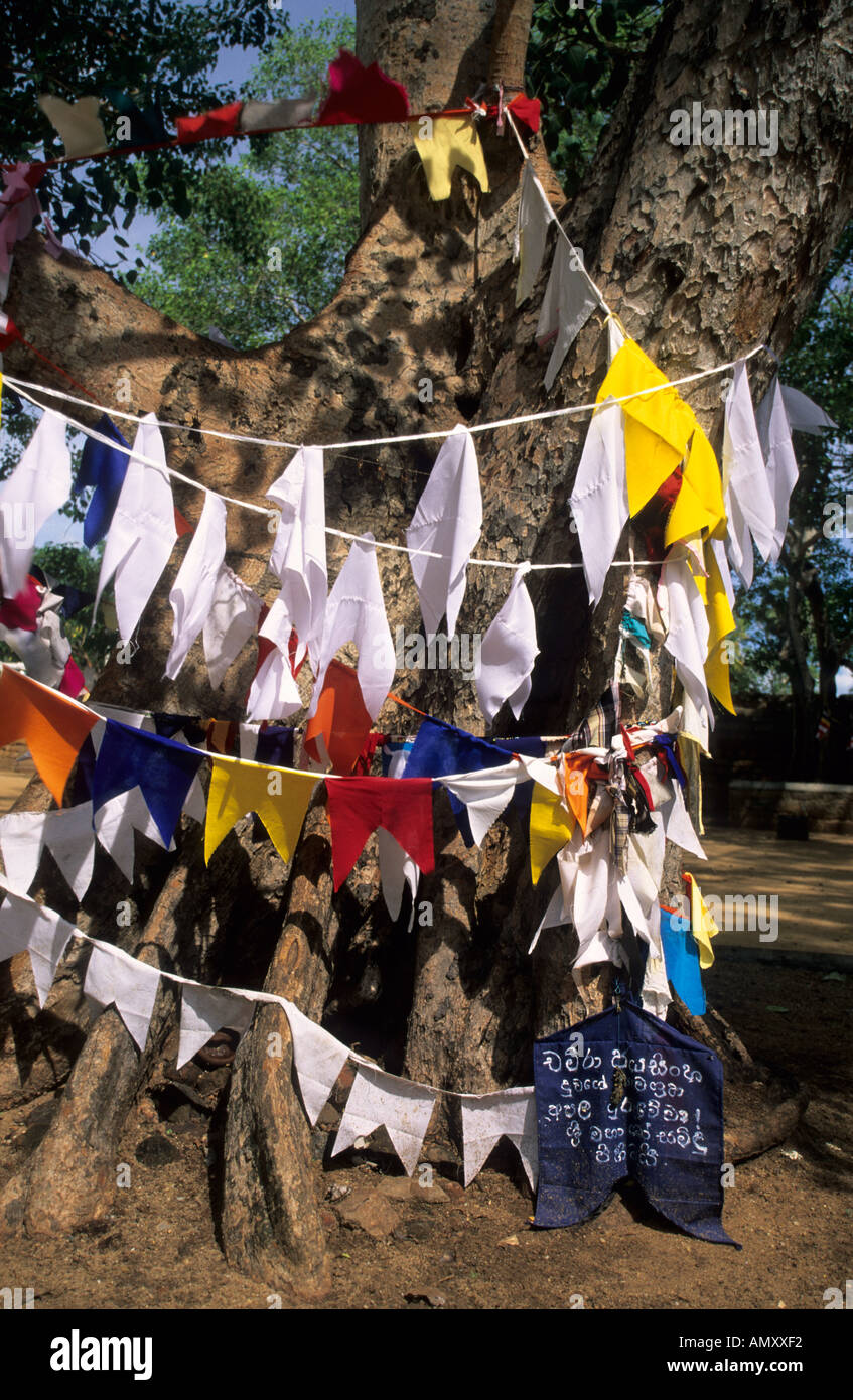 bodhi tree in a buddist temple at Anuradhapura Stock Photo - Alamy