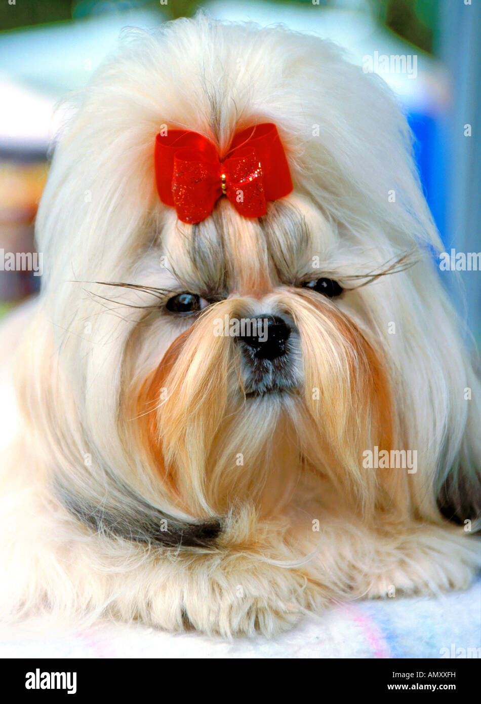 Shih Tsu dog with red ribbon portrait Stock Photo - Alamy